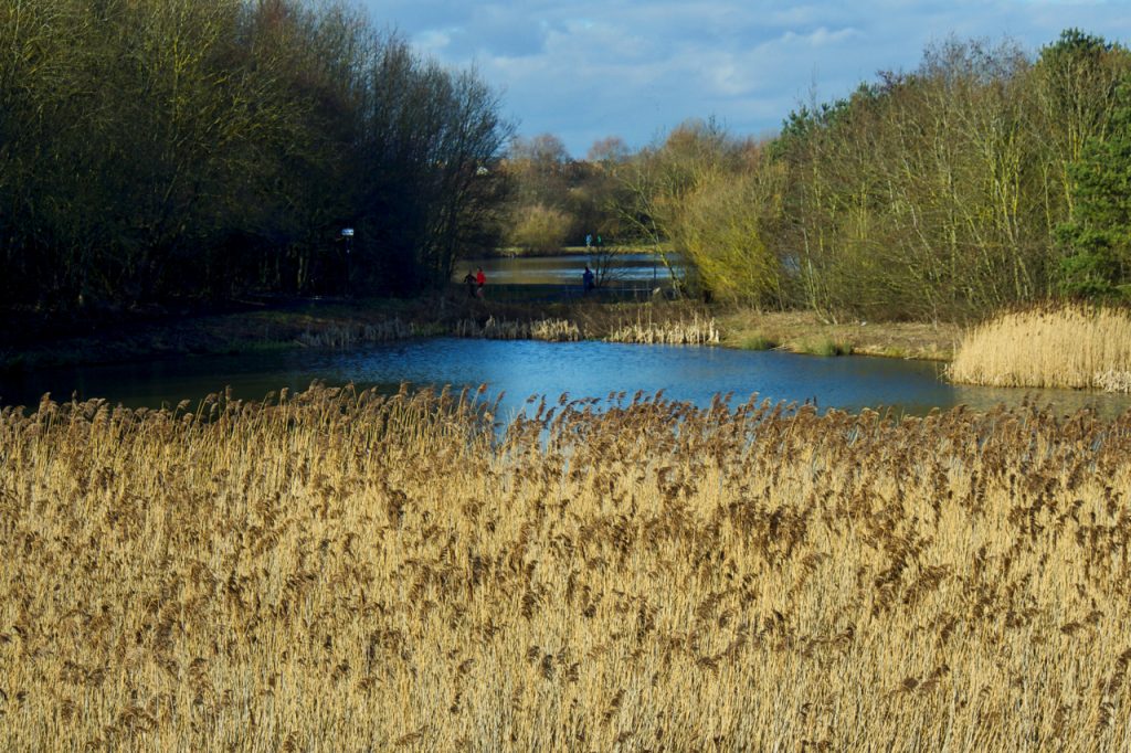 Blossom Pond, Hetton Lyons Country Park – Out & About