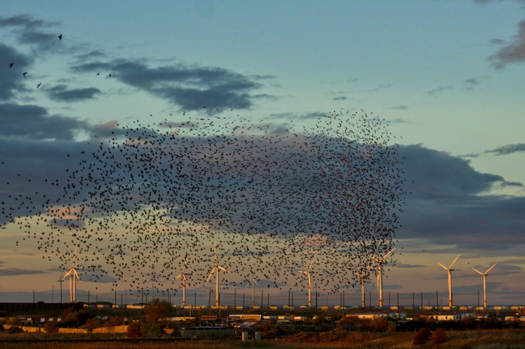 A murmuration of starlings – Out & About