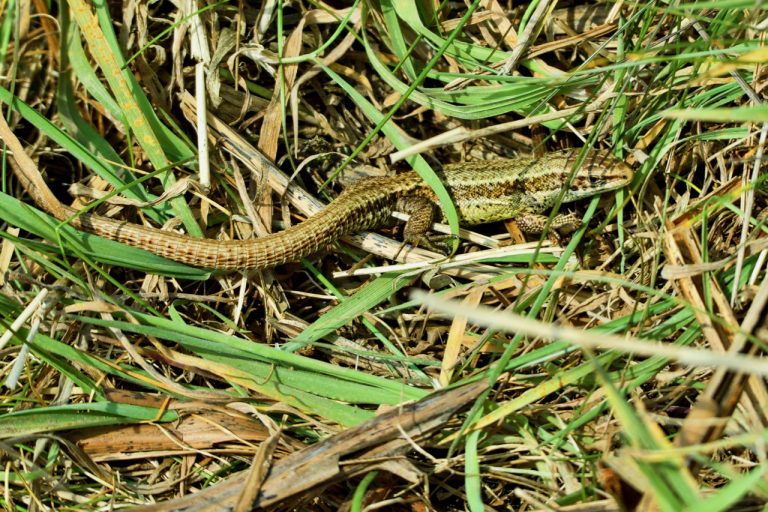 Common Lizard – Out & About