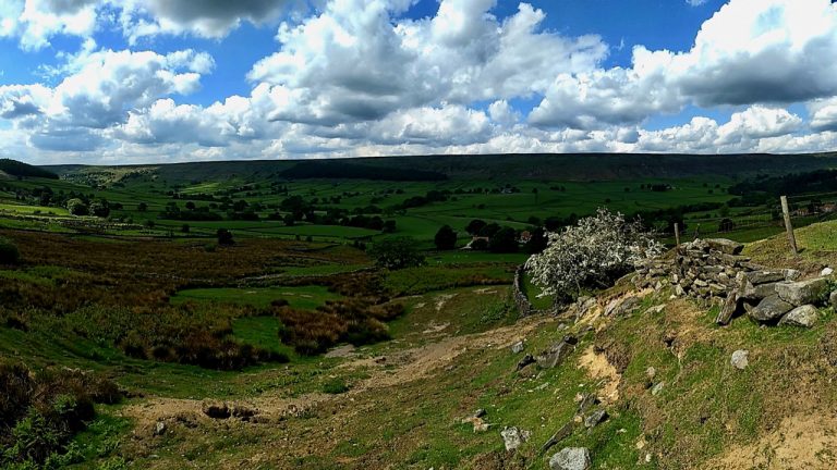 A hawthorn in Bransdale – Out & About