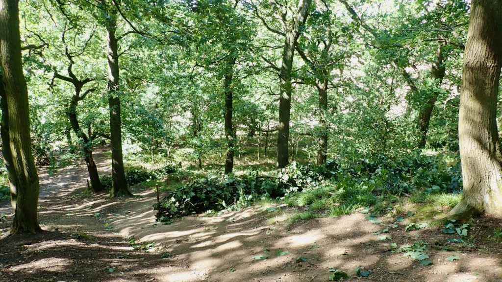 Dry hedging in Newton Wood – Out & About