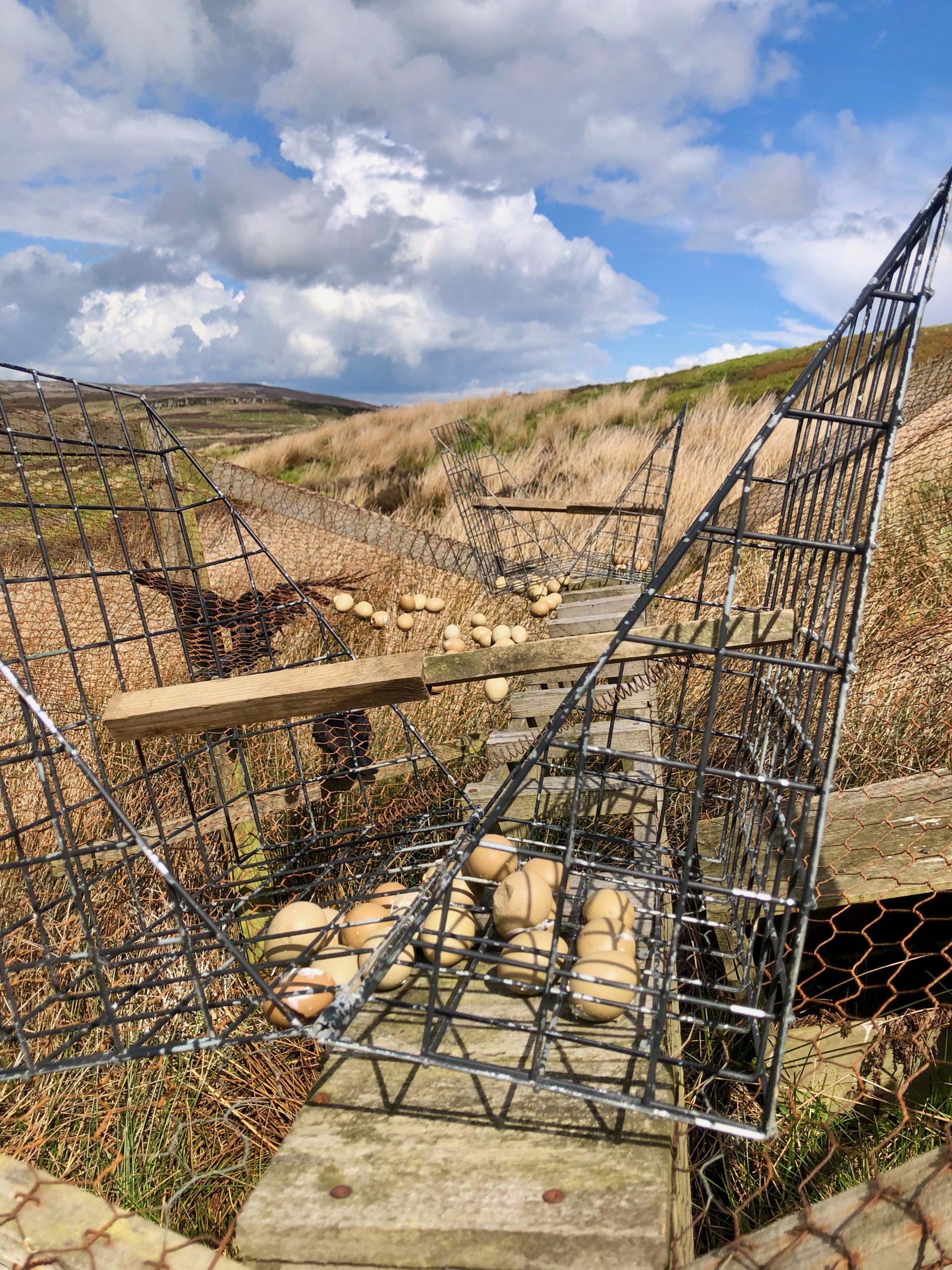 Distress in Scugdale — the consequences of ladder traps – Out & About