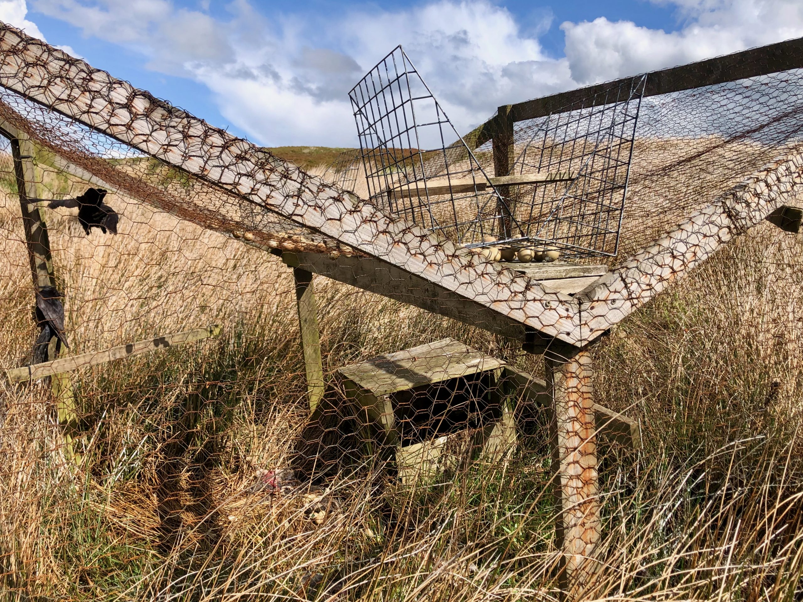 Distress in Scugdale — the consequences of ladder traps – Out & About