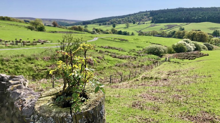 St. Helen’s Day, the Rowan tree, and their connection to warding off ...